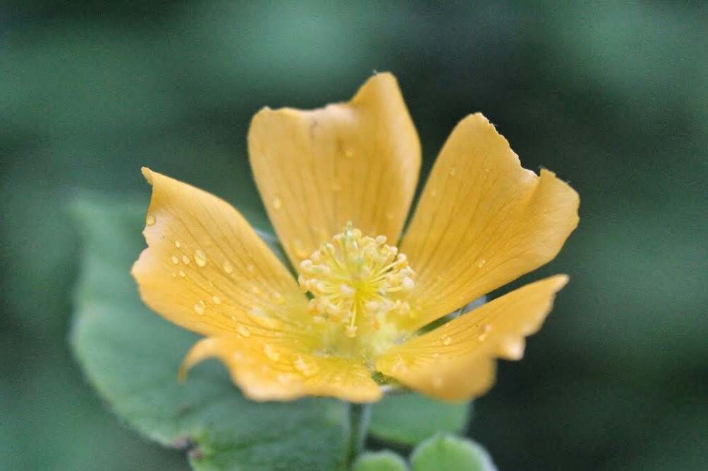 Coastal Indian mallow – Minute Explorations